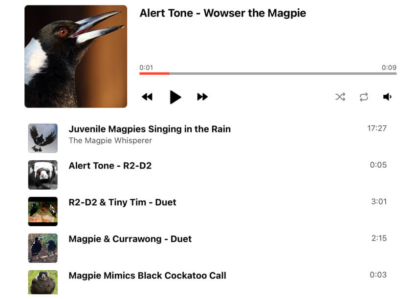 Australian Magpie Sounds - Listen or Download for Free – The Magpie ...