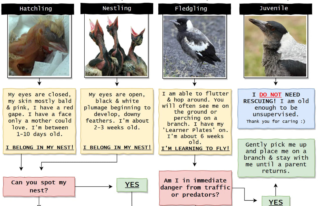 Help! I Found a Baby Magpie: What to Do Next – The Magpie Whisperer