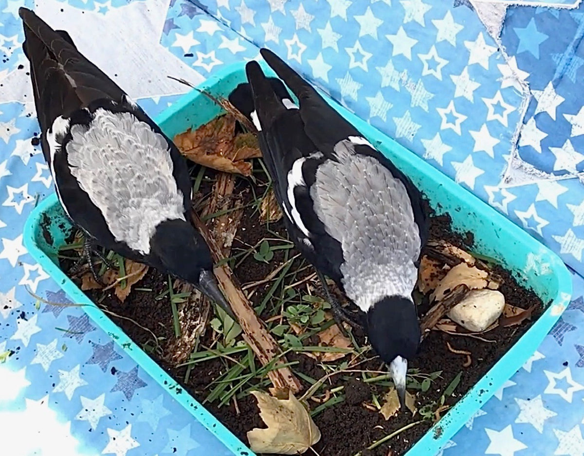 DIY Foraging Tray – The Magpie Whisperer