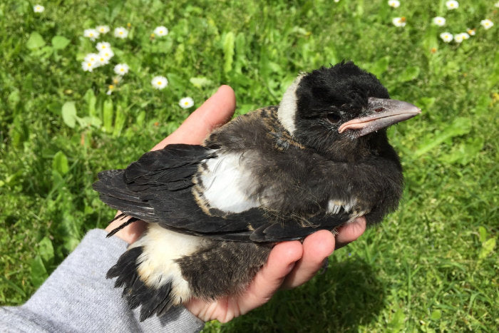The Magpie Whisperer