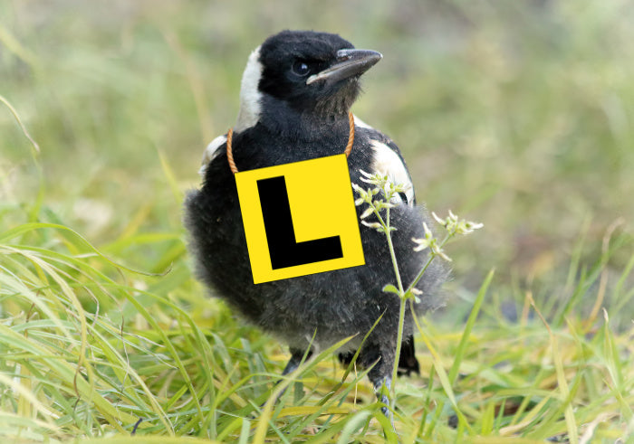 A Baby Magpies Plea: Lessons from a Young Bird's Perspective – The ...