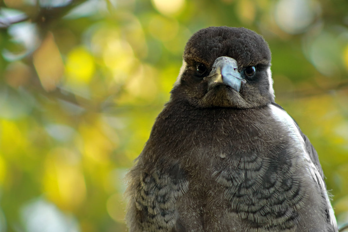 Goal Achieved for Bird Brooder Fundraiser! – The Magpie Whisperer