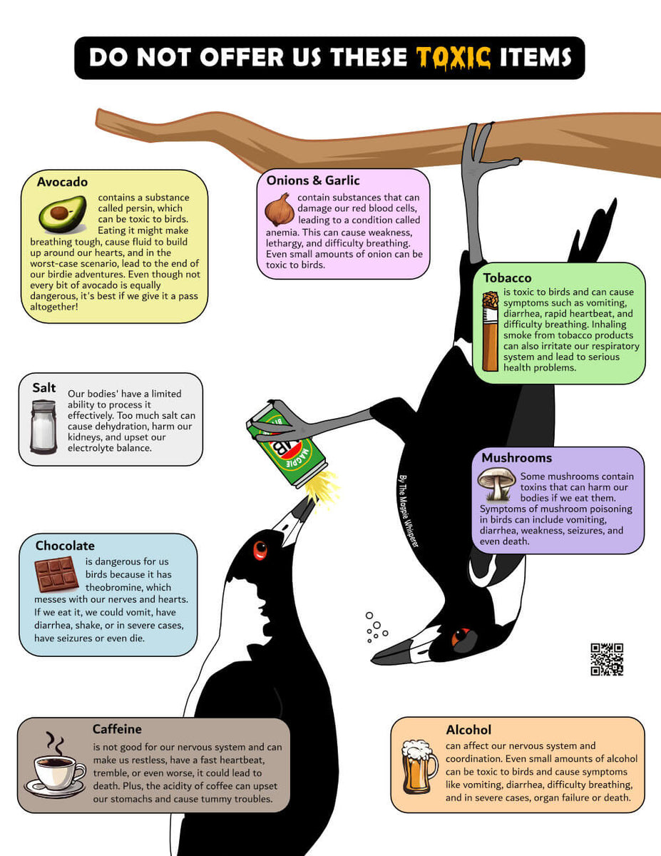 Do Not Offer Birds These Toxic Items – The Magpie Whisperer